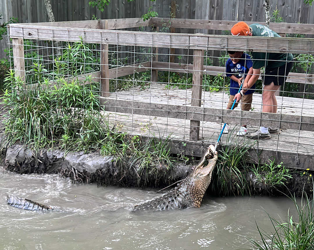 Birthday Parties - Crocodile Encounter