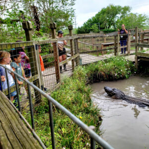 Tour Info - Crocodile Encounter